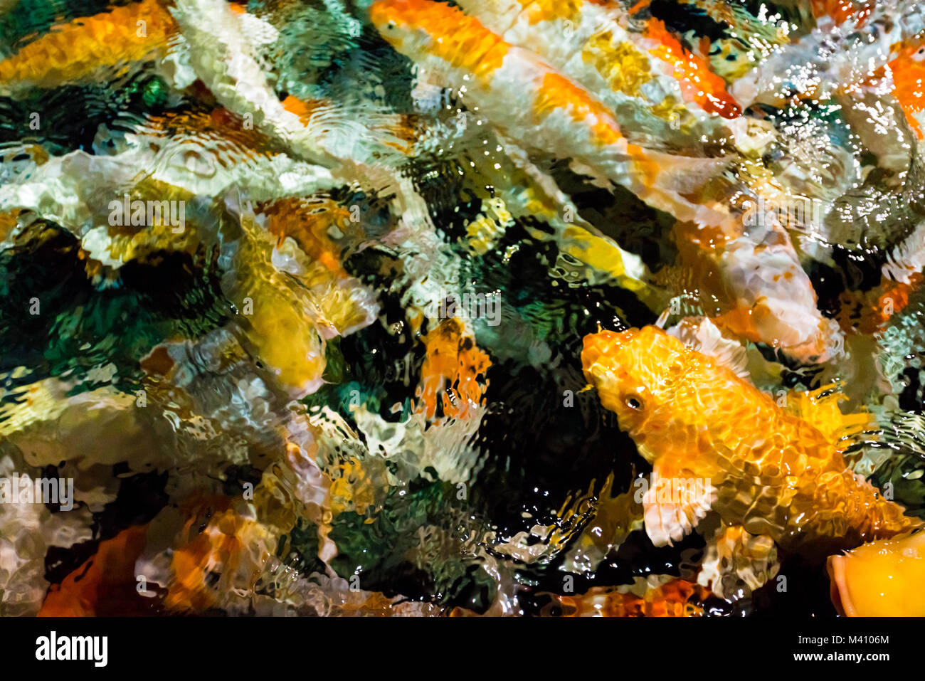 Seamless koi carps. Beautiful golden carps fish swimming Stock Photo ...