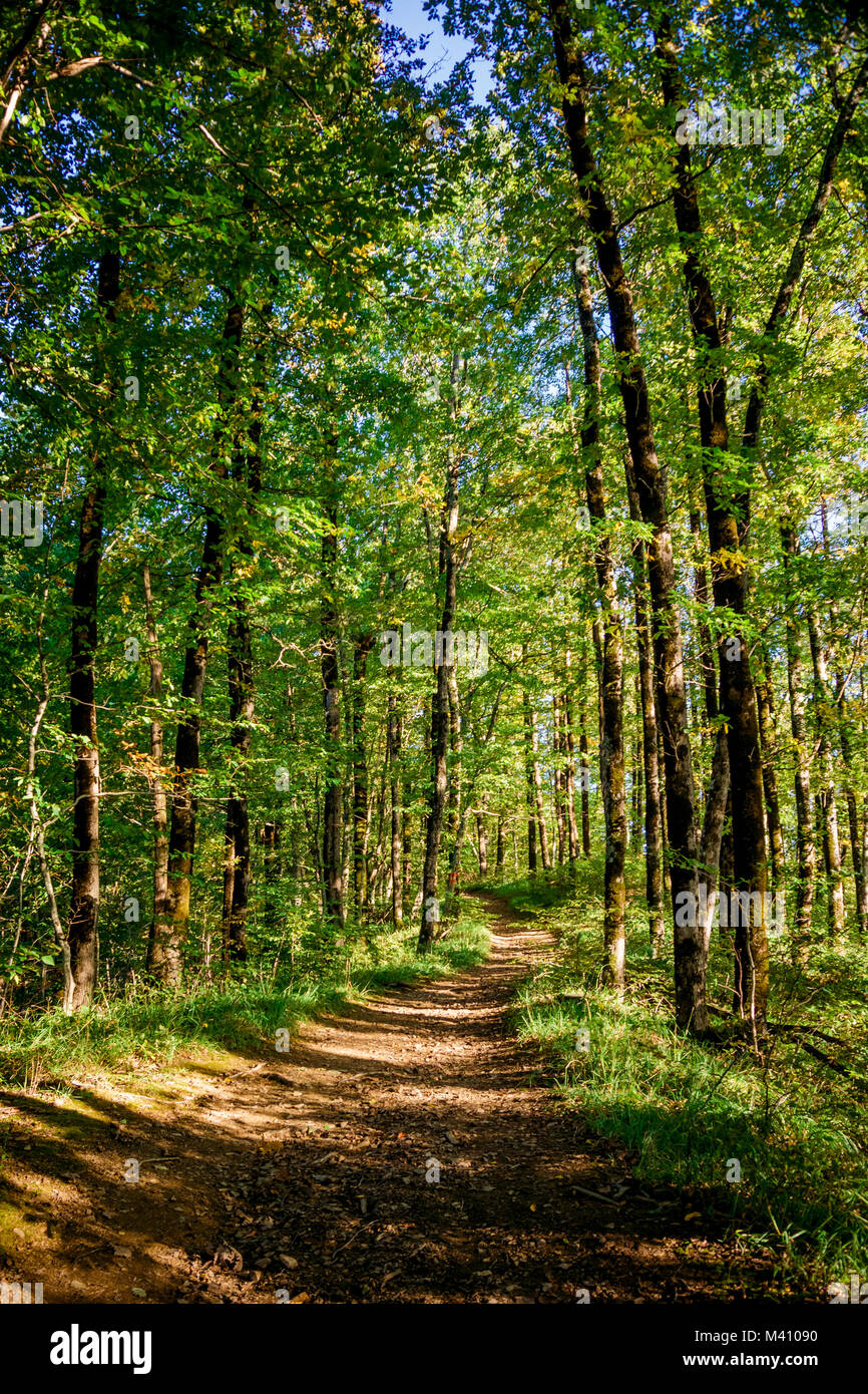 Forest landscape. Forest road Stock Photo - Alamy