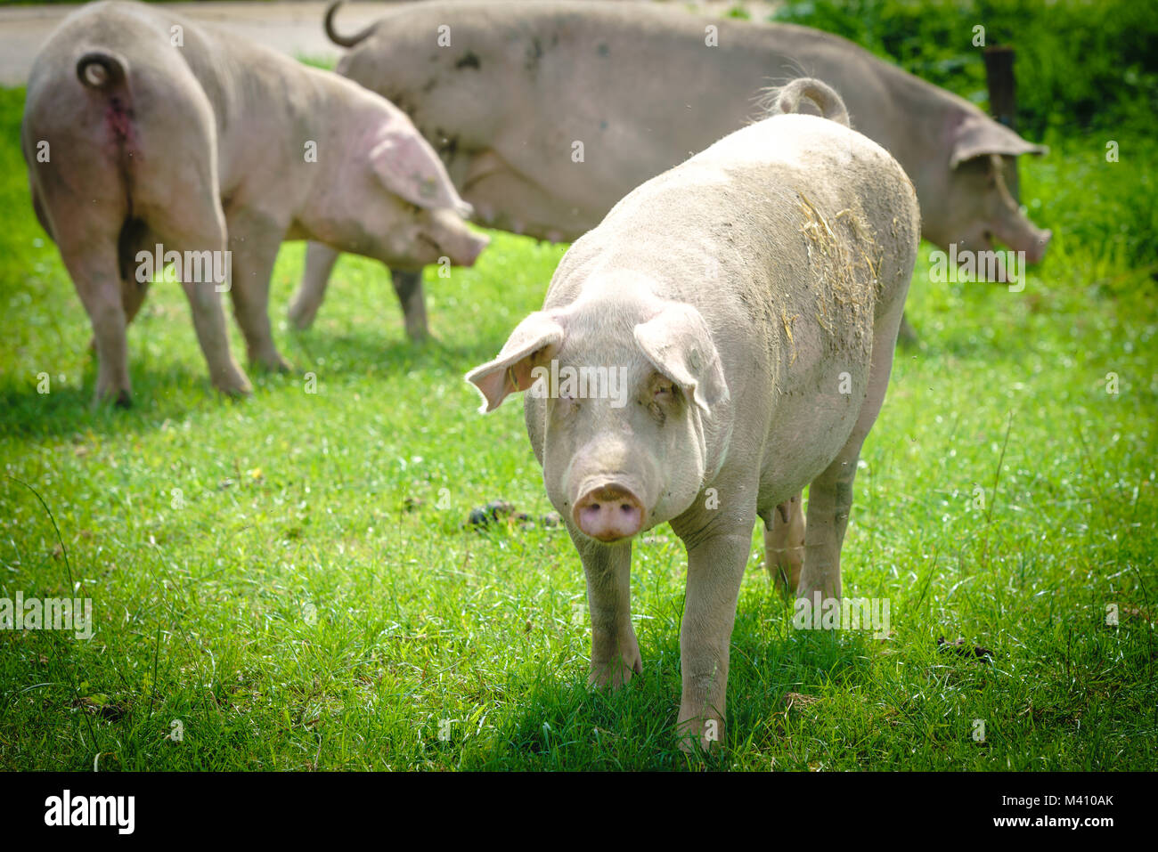 Pig farm. pigs in field. Healthy pig on meadow Stock Photo - Alamy