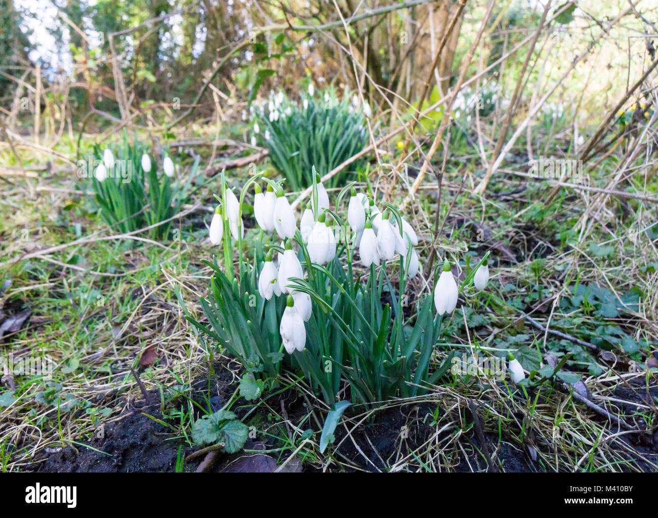 Wild Snowdrops in February Stock Photo - Alamy