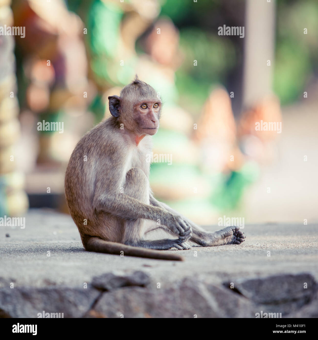 Portrait of brown macaque monkey sitting on road Stock Photo - Alamy