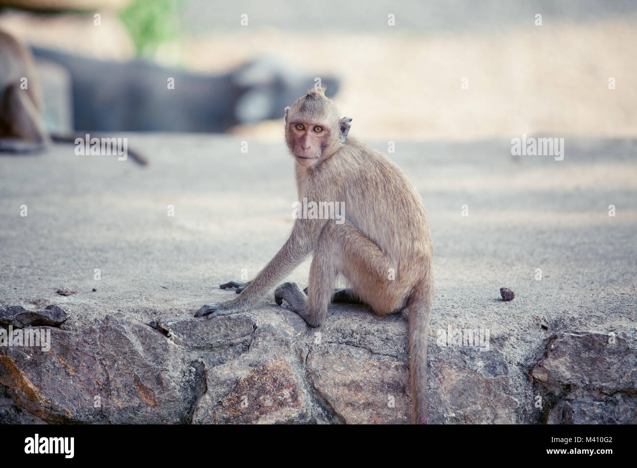 monkey portrait. monkey sitting on the stone Stock Photo - Alamy