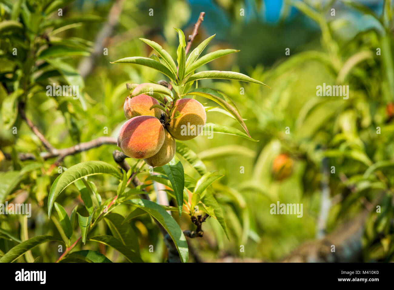 Sweet peach fruits growing on a peach tree branch Stock Photo - Alamy
