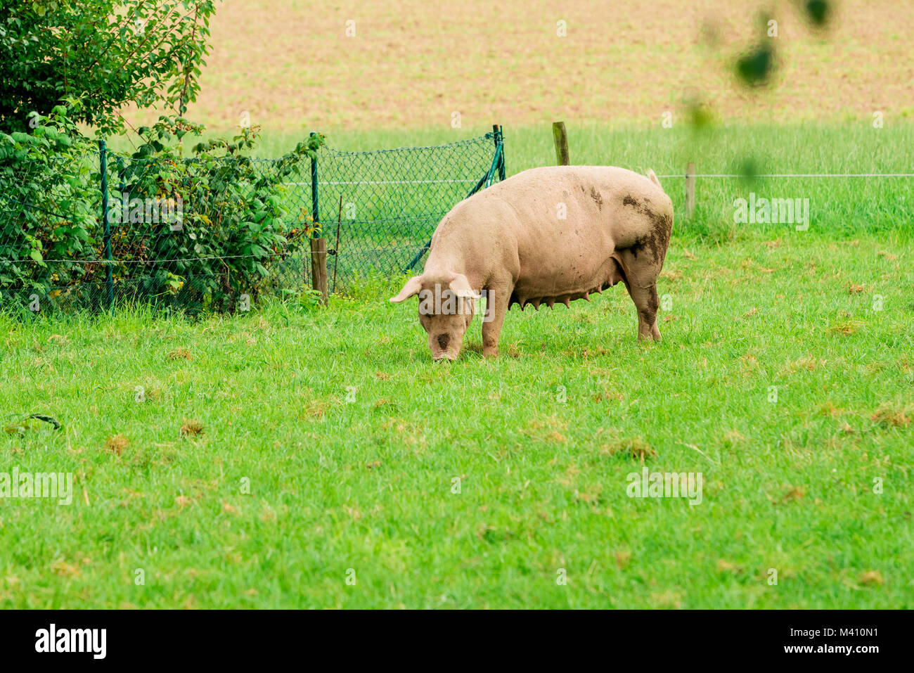 Pig portrait. Pig at pig farm Stock Photo - Alamy