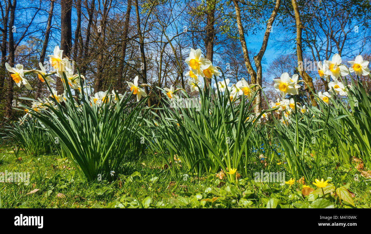 Spring background with daffodil narcissus flowers Stock Photo - Alamy