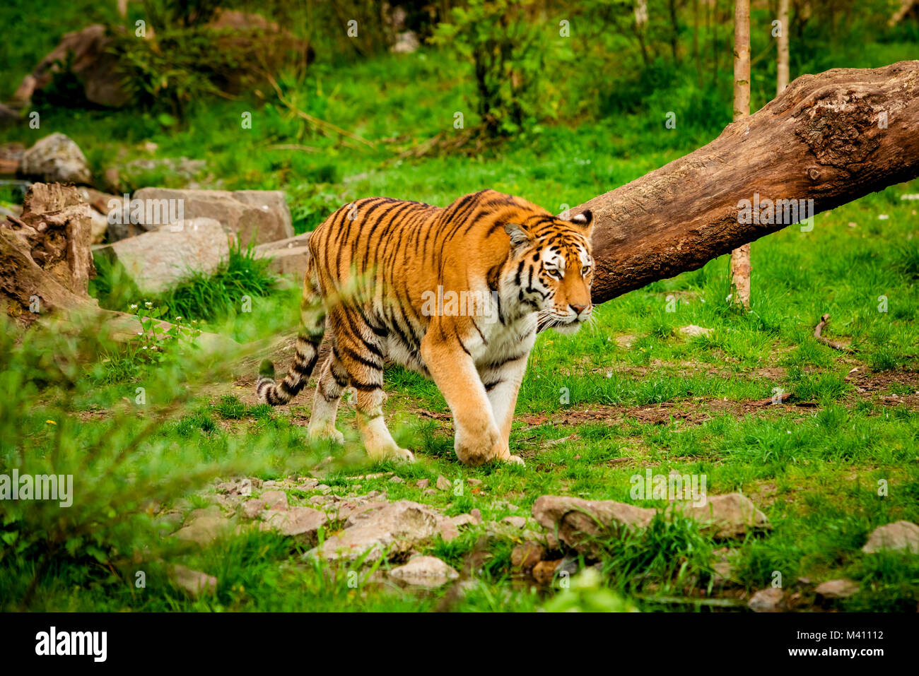 Tiger in forest. Tiger portrait Stock Photo - Alamy