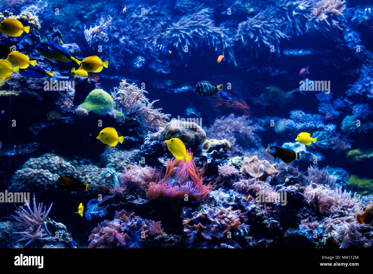 underwater background. Underwater scene. Underwater world. Underwater ...