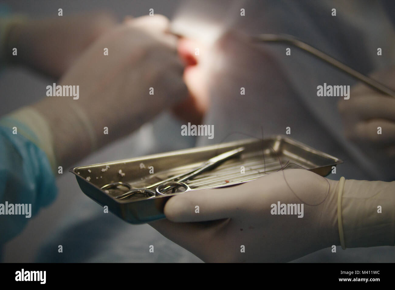 Doctor dentist performs procedure hi-res stock photography and images ...