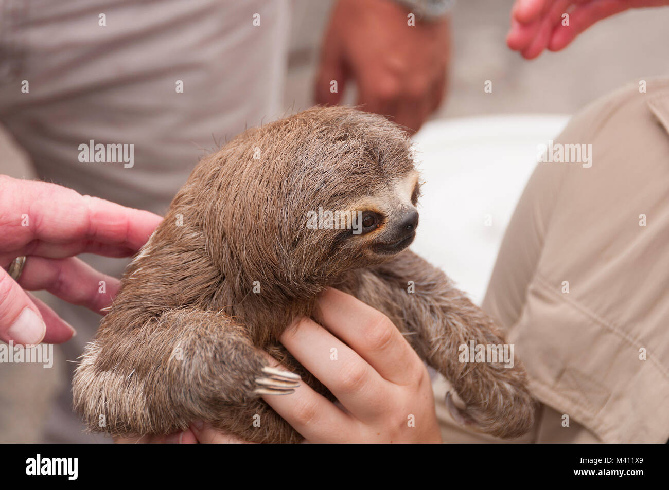 Three-toed sloth in the main market in Iquitos, Peru Stock Photo - Alamy