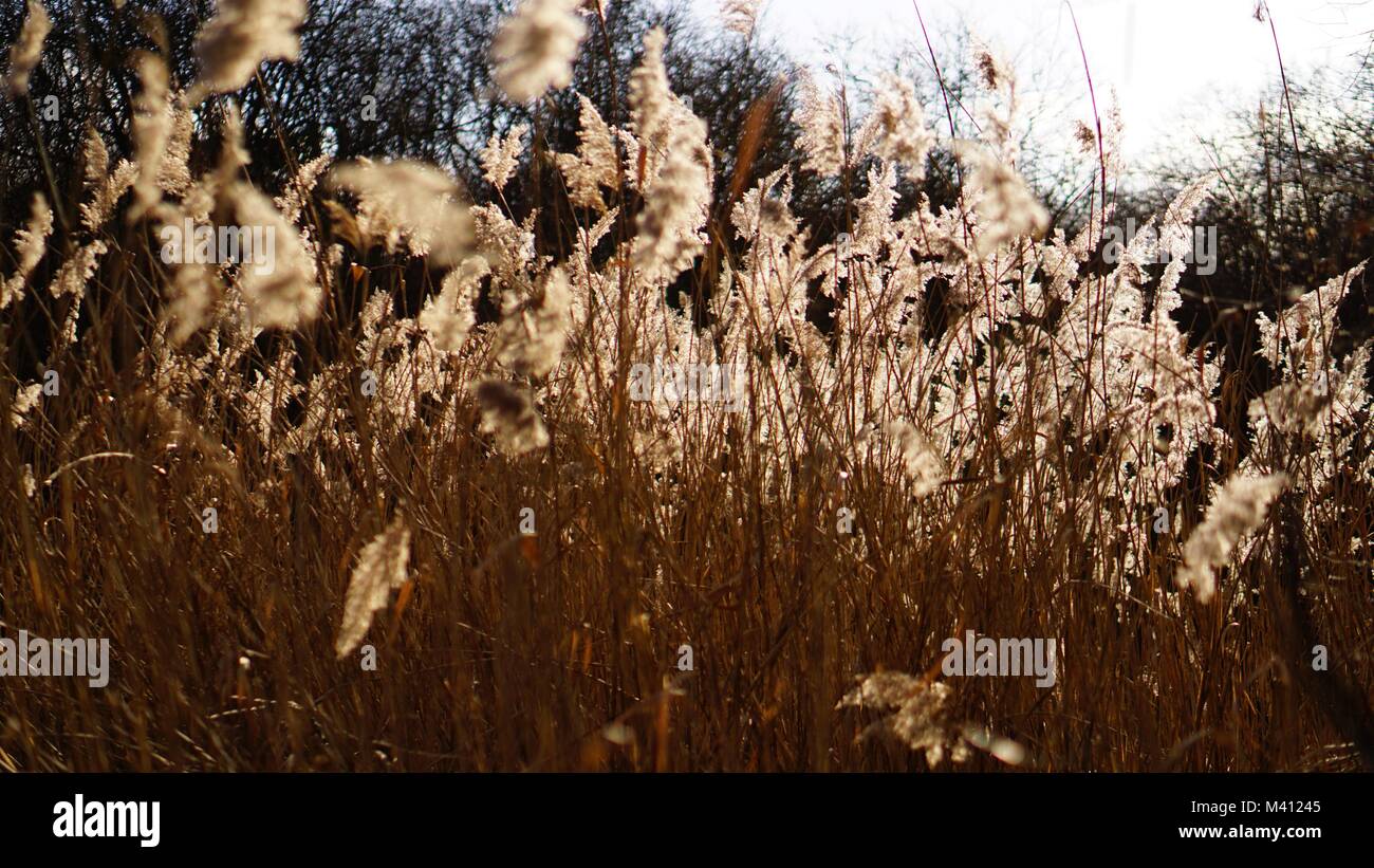 Plants under the sun hi-res stock photography and images - Alamy