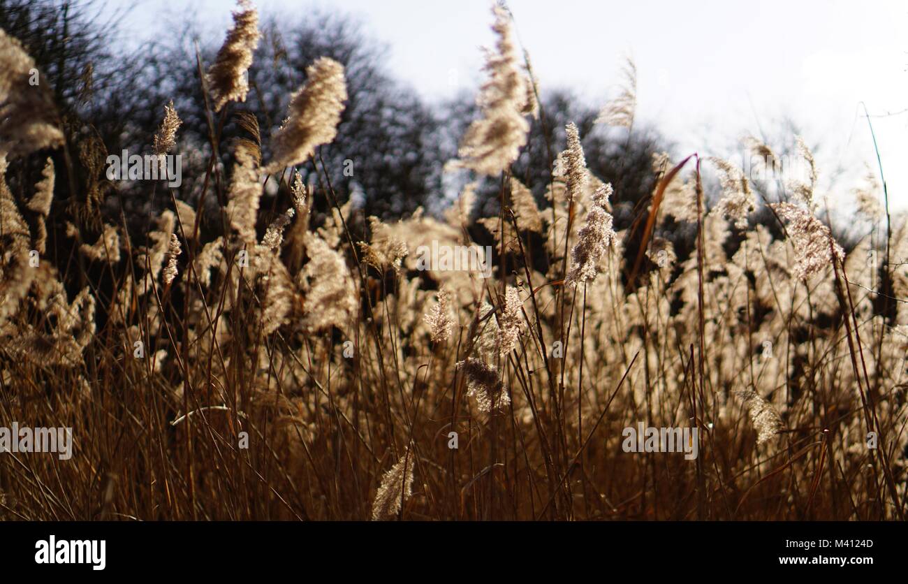 Plants under the sun hi-res stock photography and images - Alamy