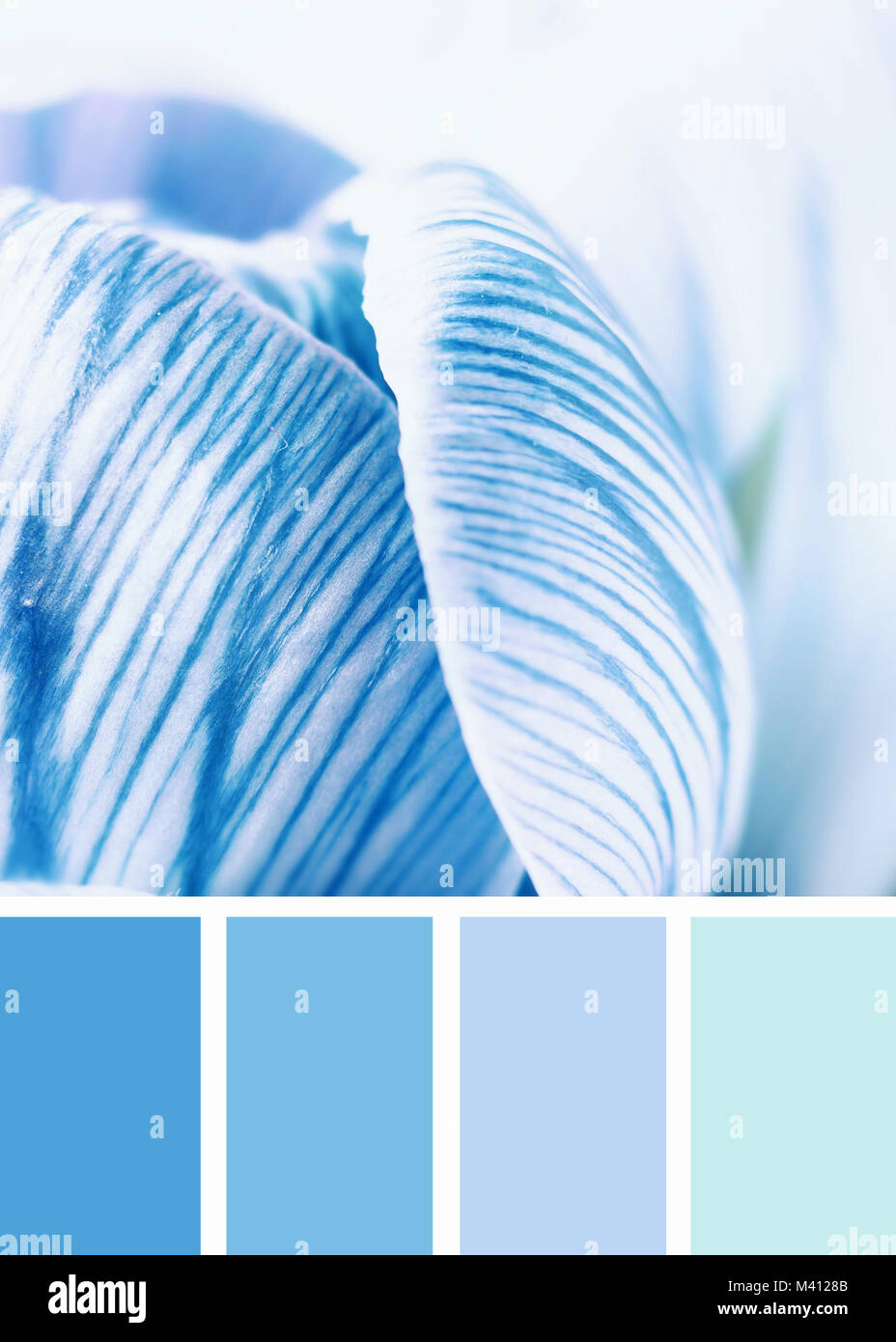 Crocus flower blossoming in the spring. Color palette swatches Stock ...