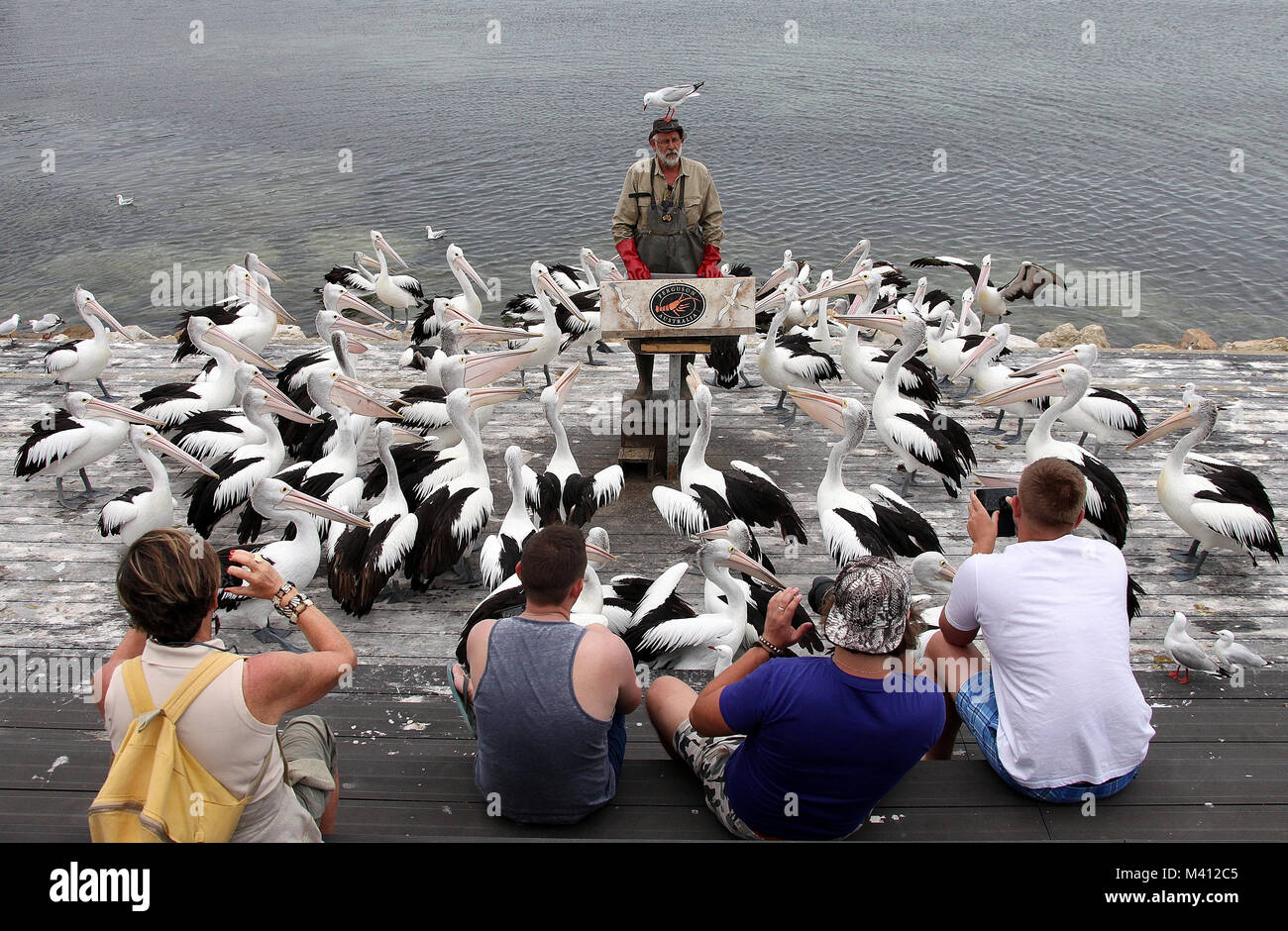 The Pelican Man at Kingscote wharf feeding the wild pelicans and giving ...