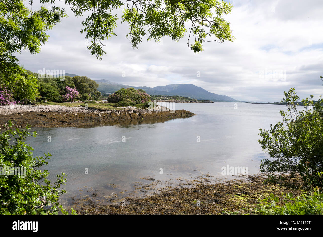 Part of the gardens on the Dunboy estate and the shore of Berehaven ...