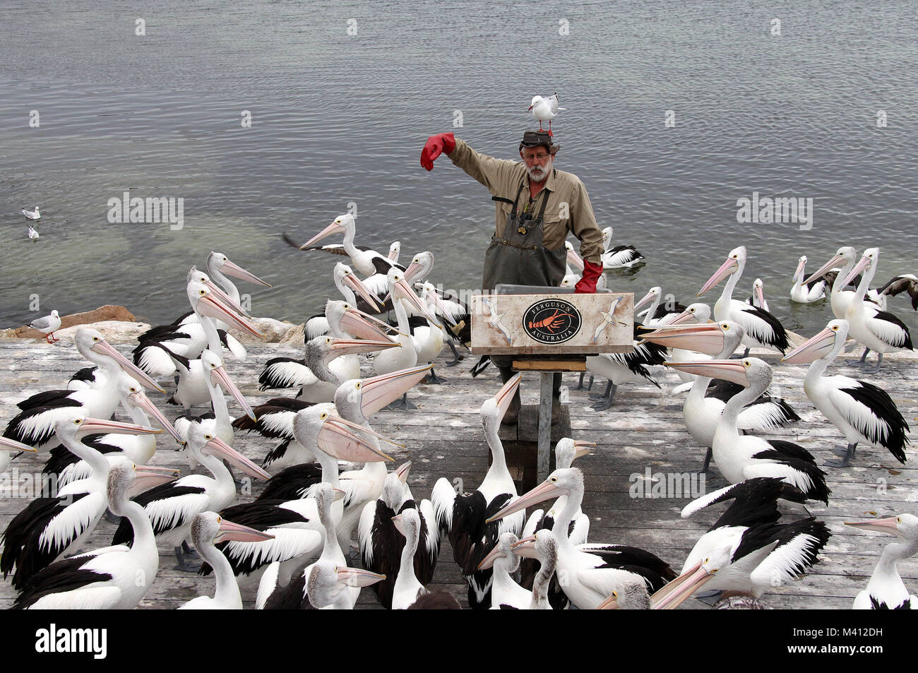 The Pelican Man at Kingscote wharf feeding the wild pelicans and giving ...
