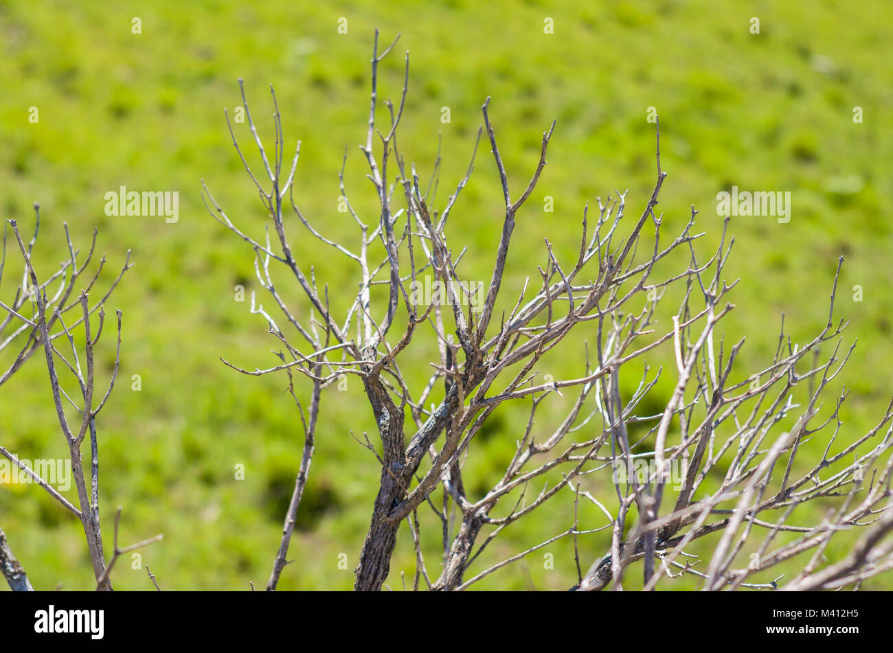 Closeup twigs dry leaves hi-res stock photography and images - Alamy