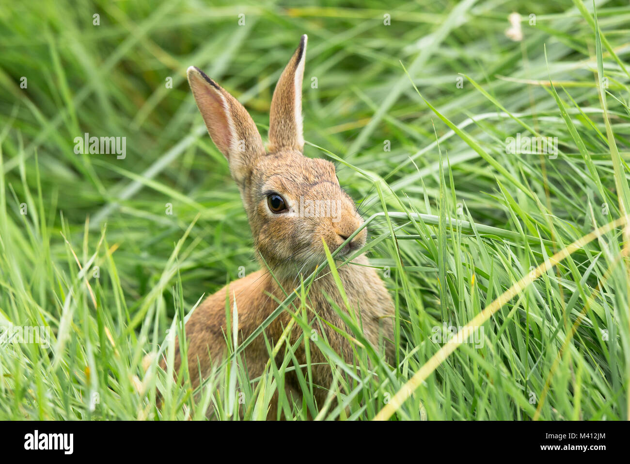 Close, front view of wild rabbit (Oryctolagus cuniculus) isolated ...