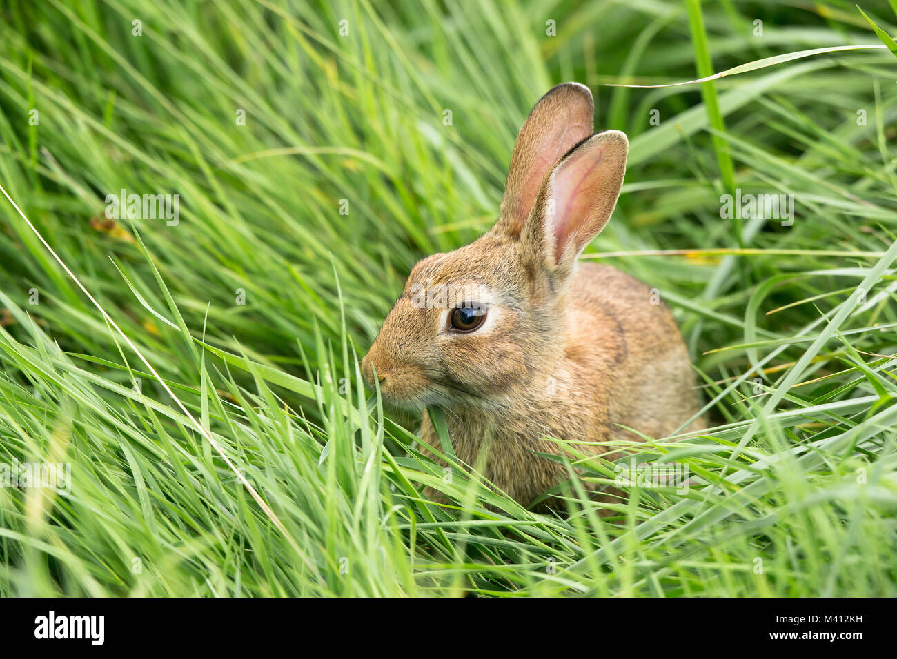 Rabbit bunny long ears hi-res stock photography and images - Alamy
