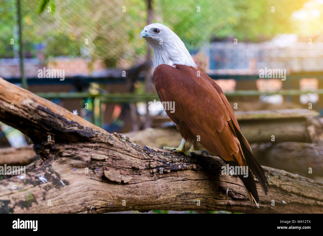 Peregrine falcon hunting bird hi-res stock photography and images - Alamy