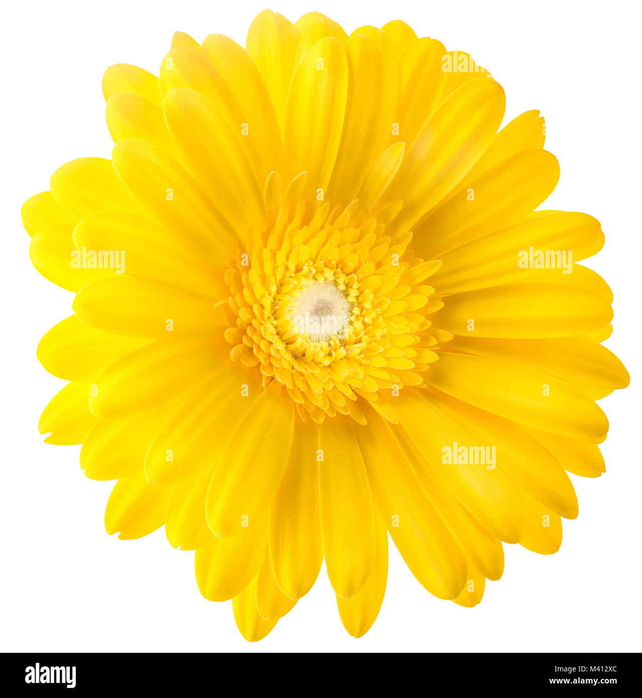 Yellow gerbera flower isolated on white background Stock Photo - Alamy