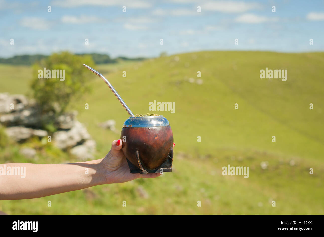 Hand of woman holding traditional mate, mate, with green field view ...