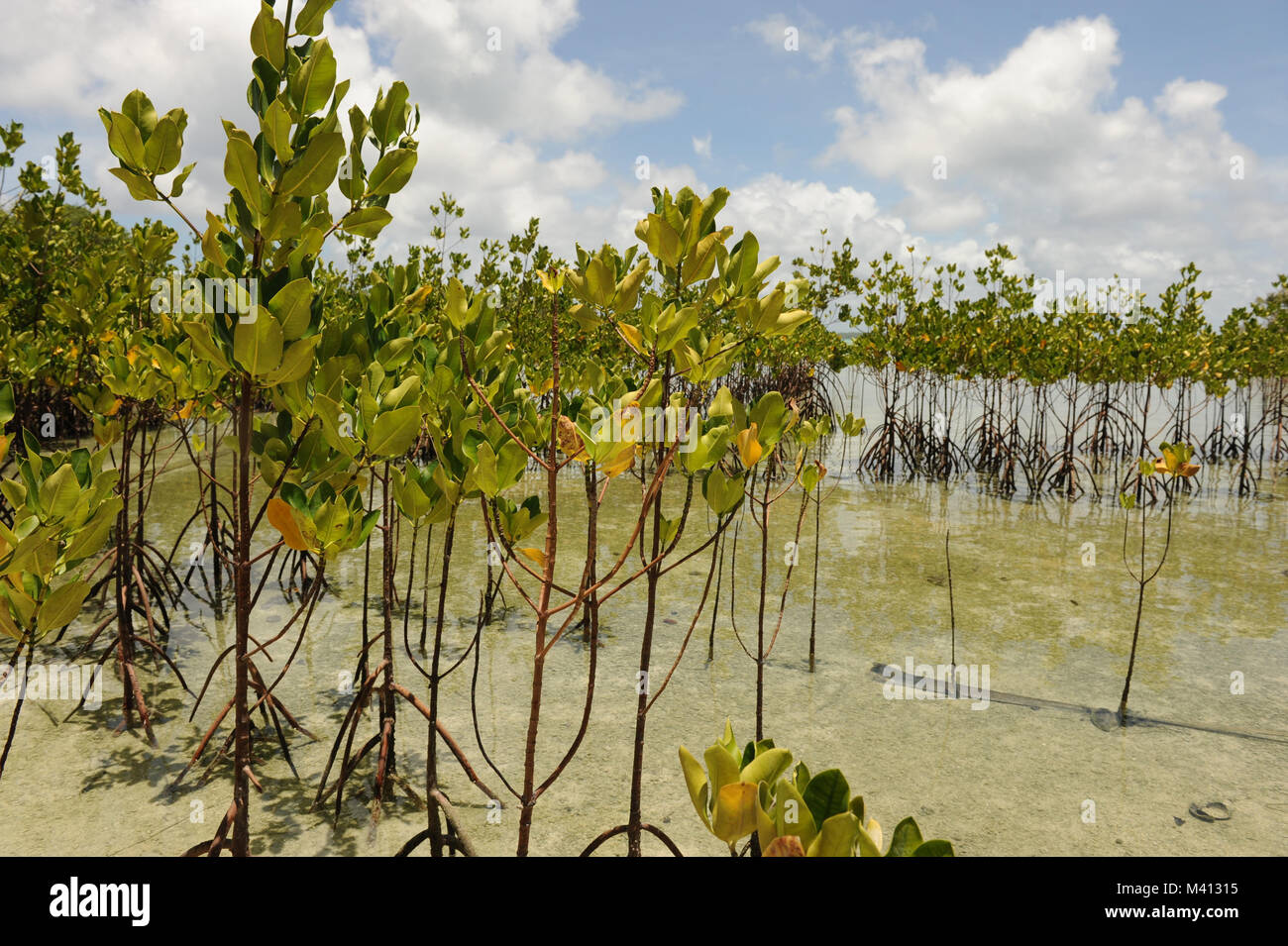 Mangroves grow on Funafala which is an islet of Funafuti in Tuvalu ...