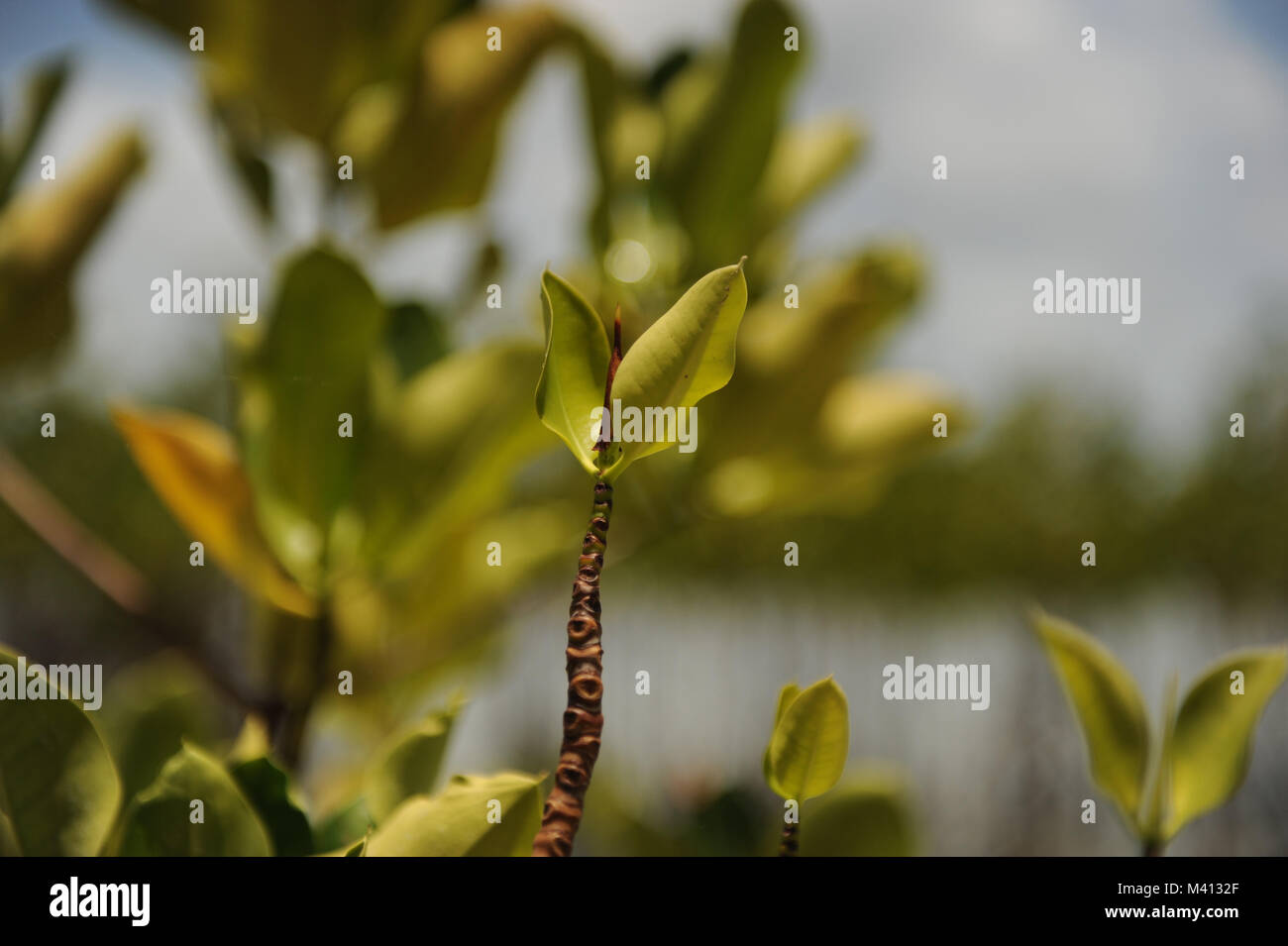 Mangroves grow on Funafala which is an islet of Funafuti in Tuvalu ...
