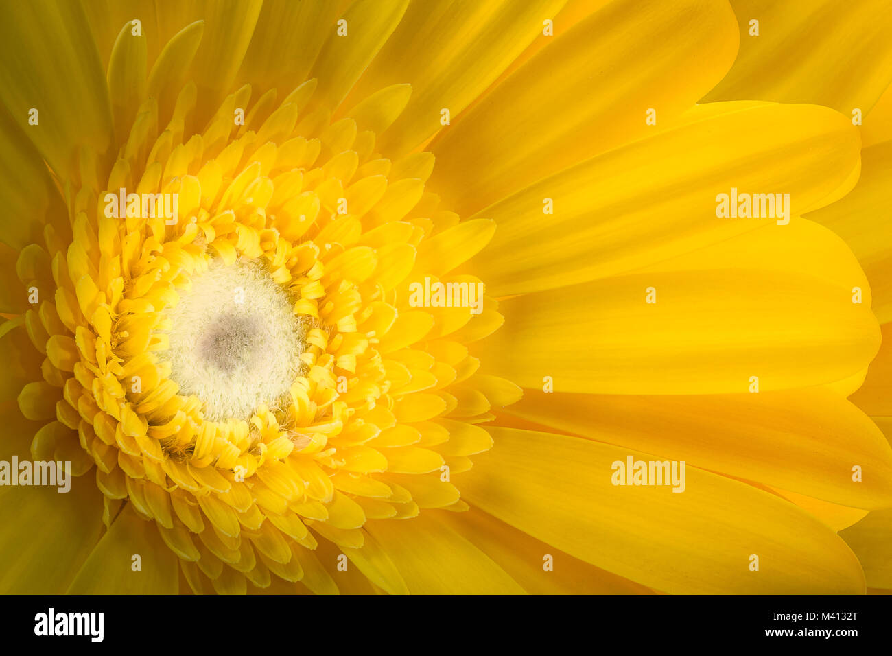 Yellow gerbera flower isolated on white background Stock Photo - Alamy