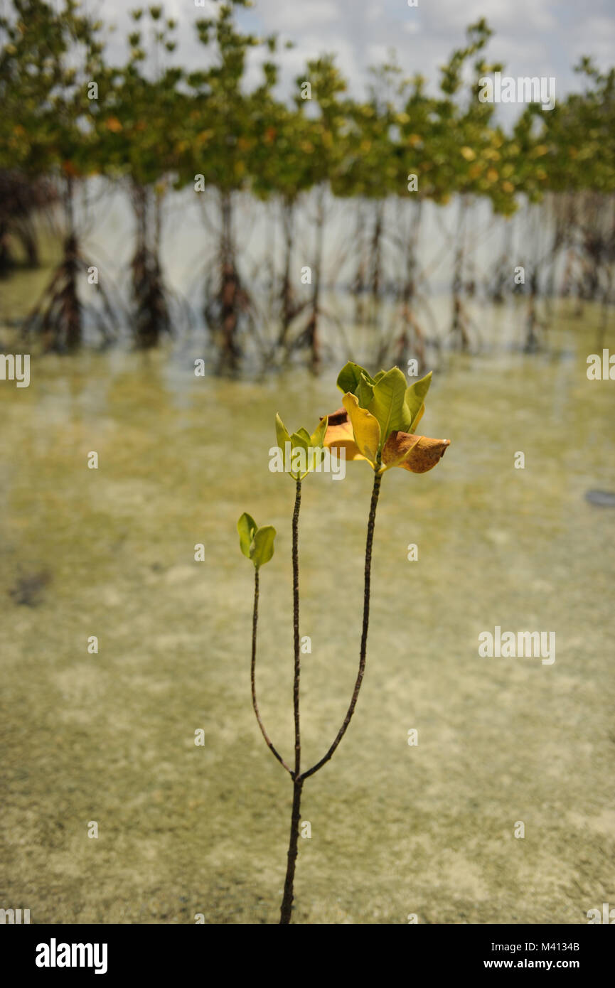 Mangroves grow on Funafala which is an islet of Funafuti in Tuvalu ...
