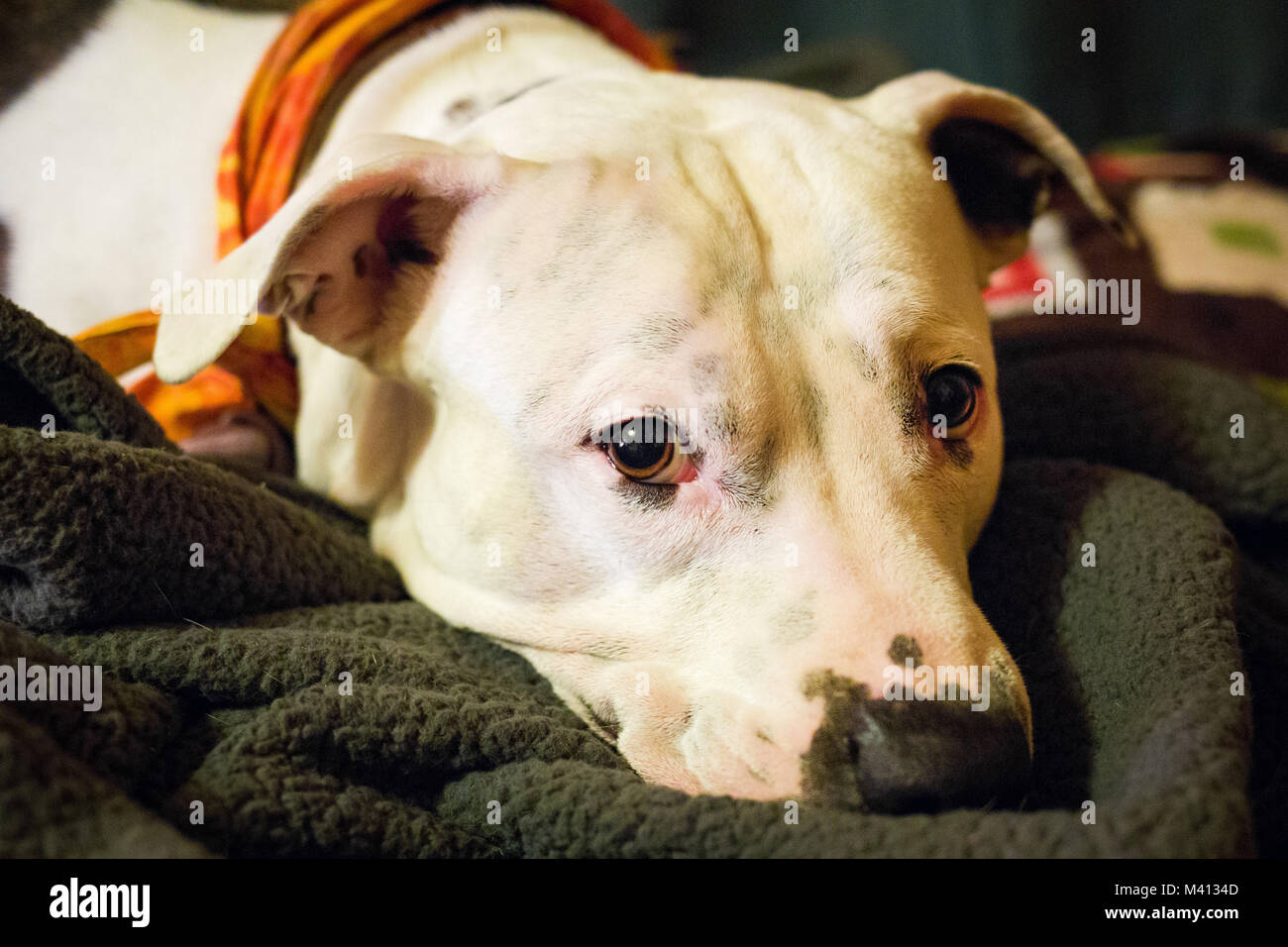 Pit bull staring at camera hi-res stock photography and images - Alamy