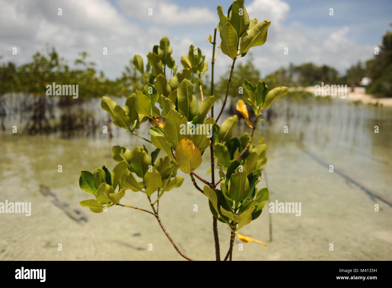 Mangroves grow on Funafala which is an islet of Funafuti in Tuvalu ...