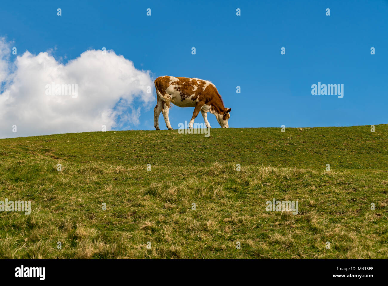Farting cows hi-res stock photography and images - Alamy