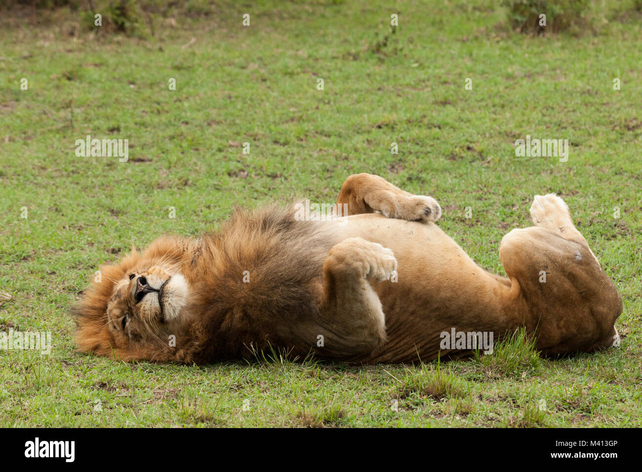 Lion Lying On Back