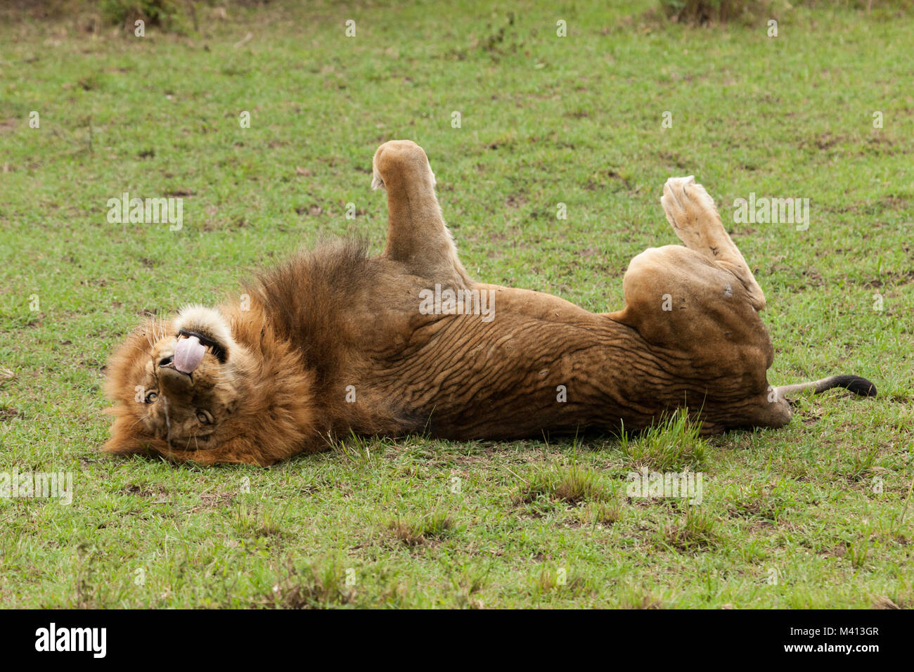 Male lion rolling on back hi-res stock photography and images - Alamy