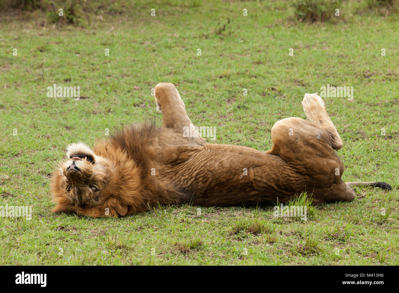 Male lion rolling on back hi-res stock photography and images - Alamy