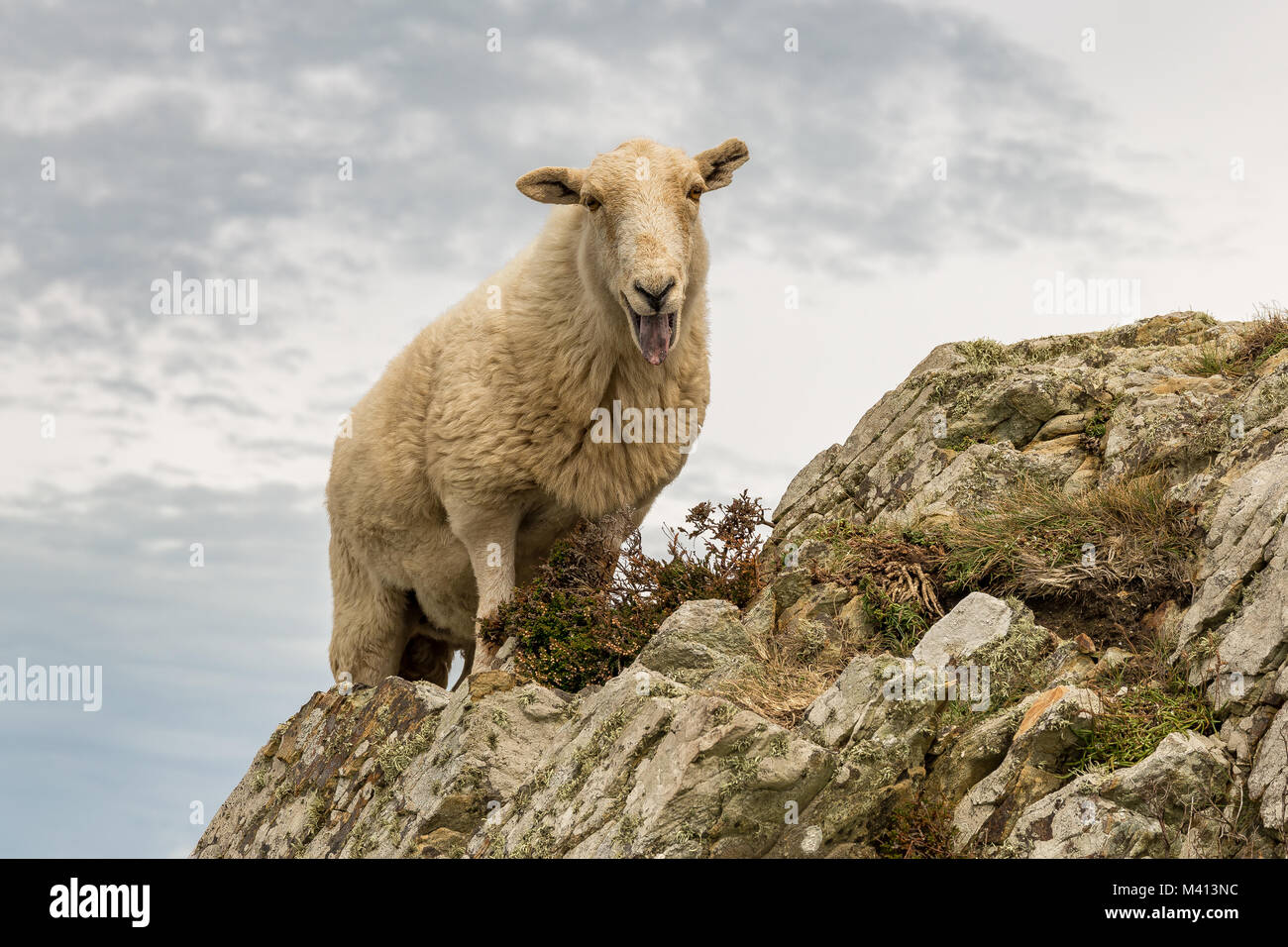 Climbing lamb hi-res stock photography and images - Alamy