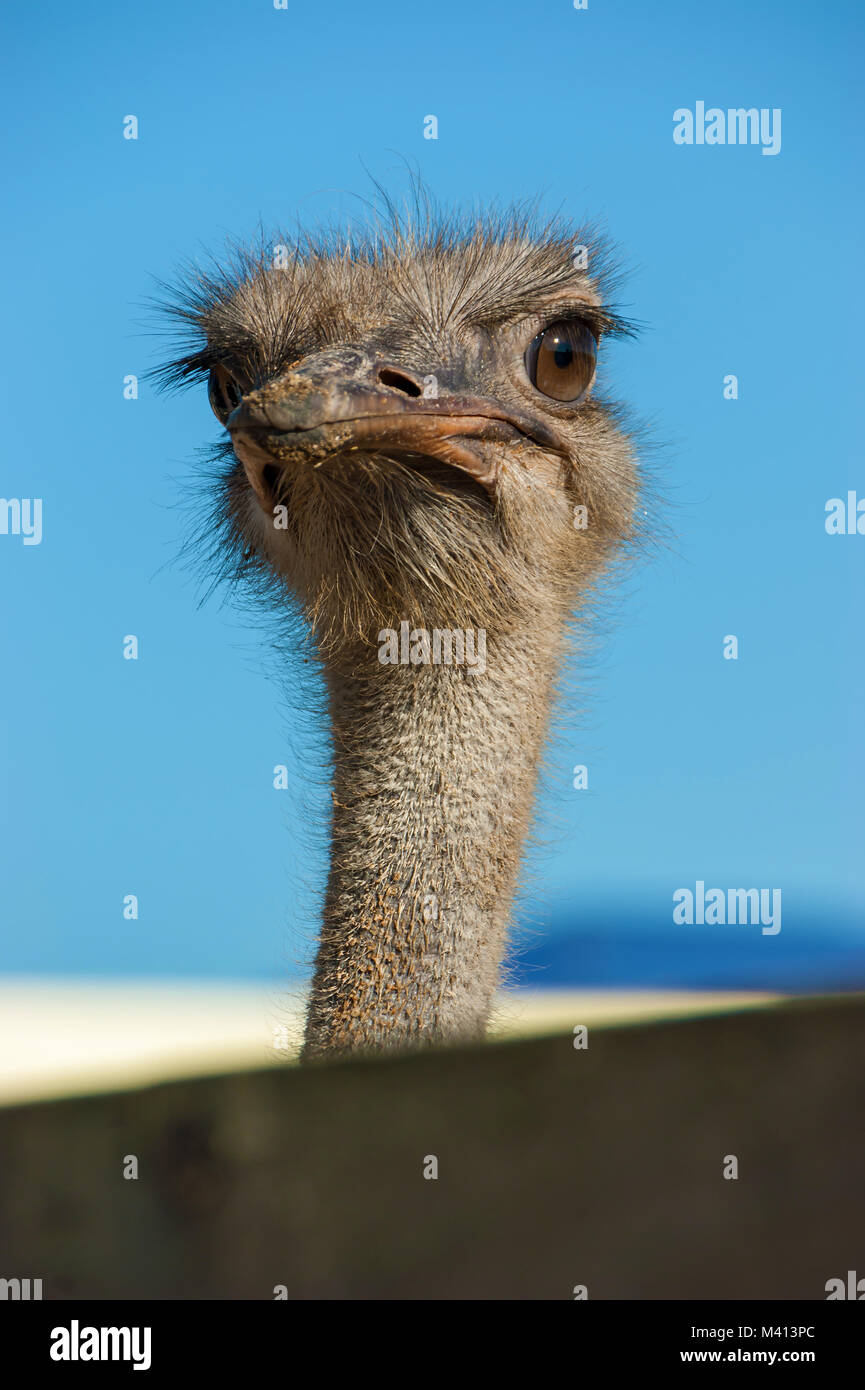 Ostrich close-up. Face of an ostrich bird up close and personal Stock ...