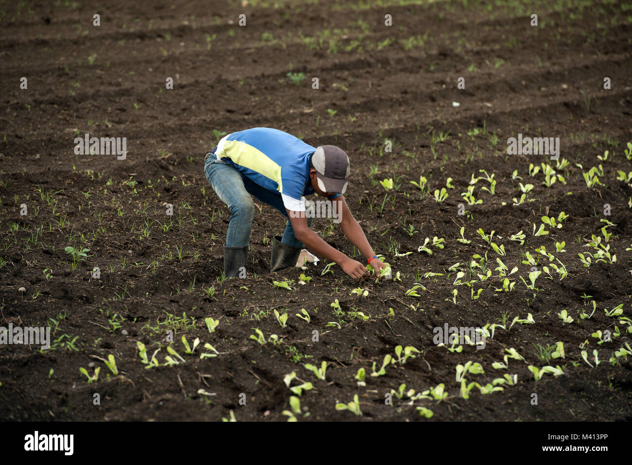 People planting native plants hi-res stock photography and images - Alamy