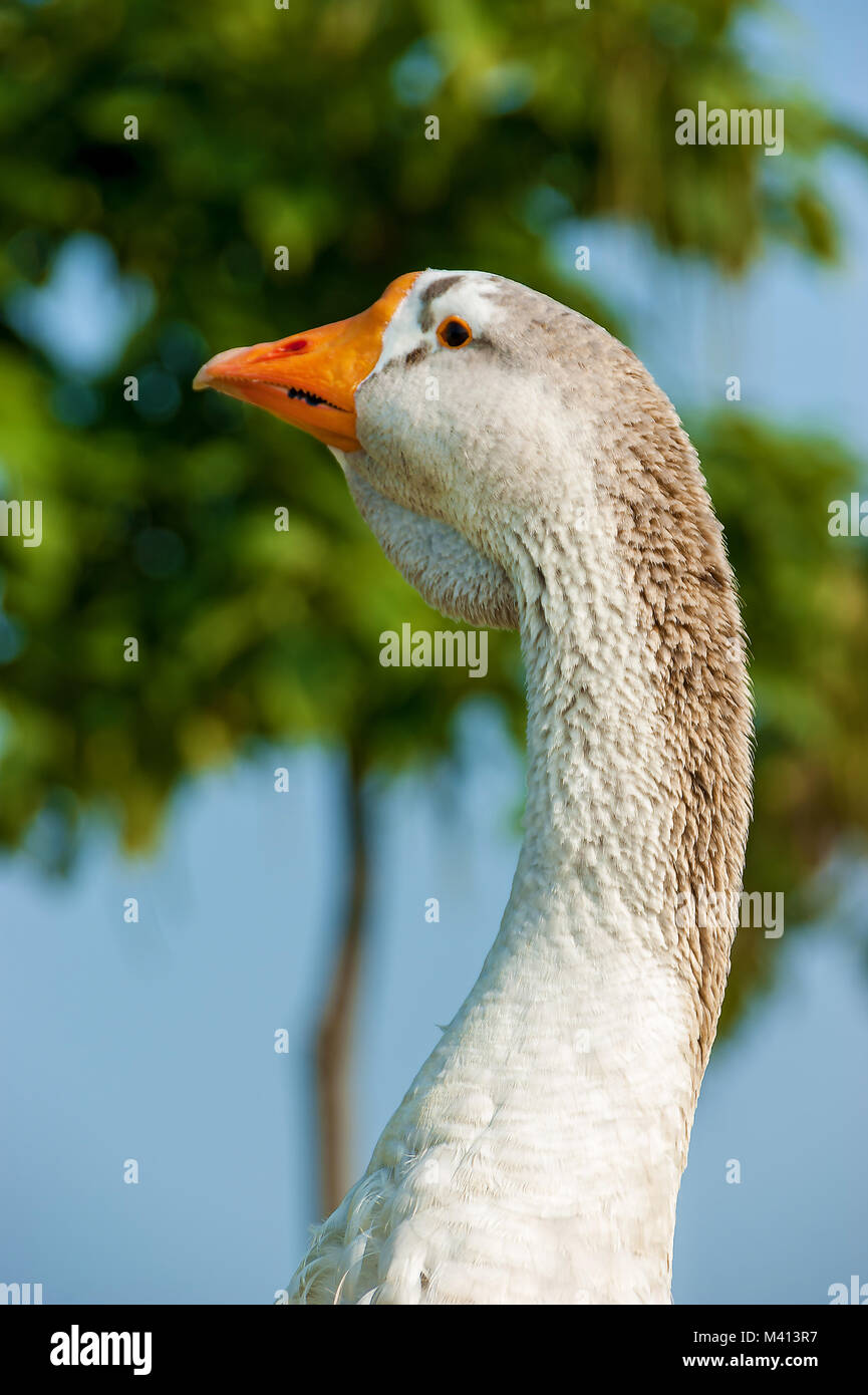 Goose close up. Head of a goose close up. A gander Stock Photo - Alamy