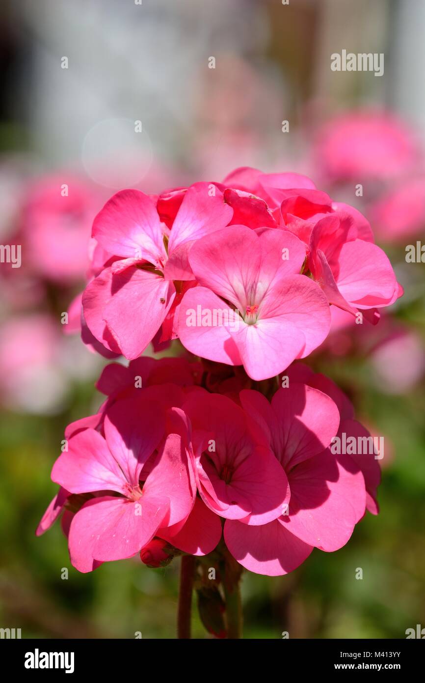 Close up of pink geranium flowers in bloom Stock Photo - Alamy