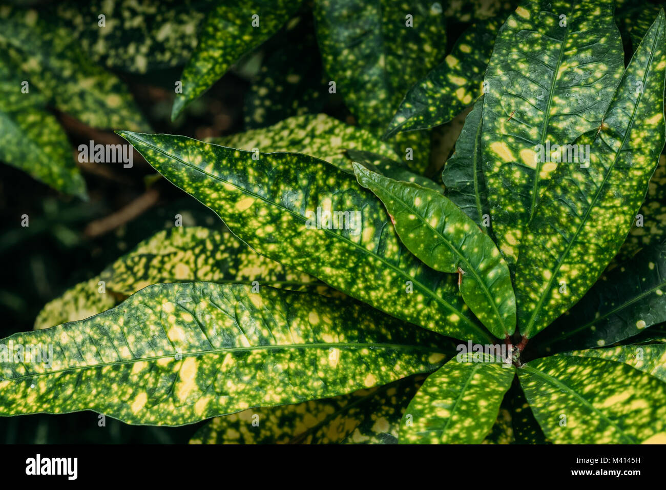 Leaves Of Codiaeum Variegatum In Botanical Garden Stock Photo - Alamy
