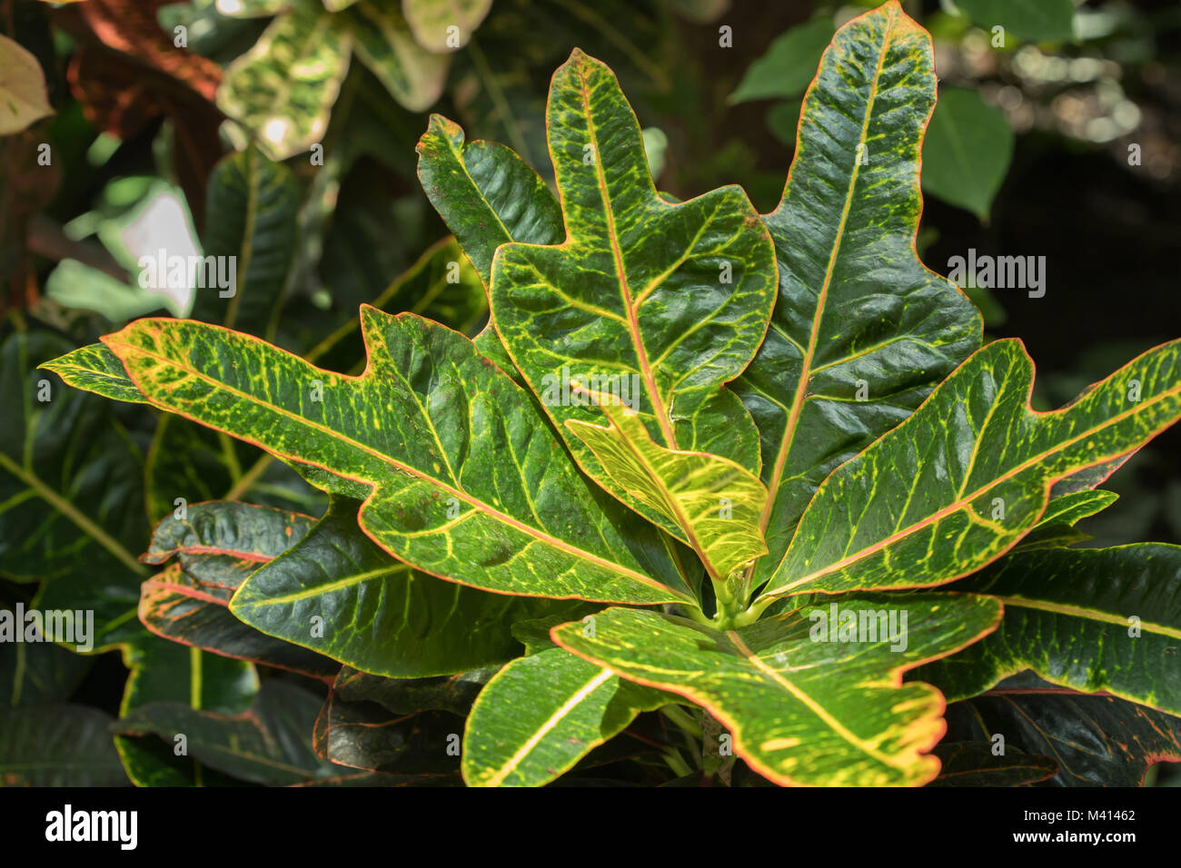 Codiaeum variegatum hi-res stock photography and images - Alamy
