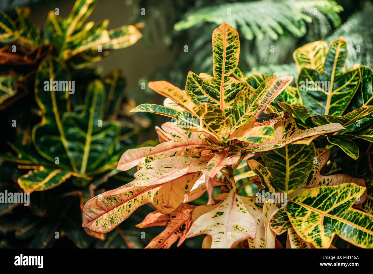Codiaeum Variegatum Stock Photos & Codiaeum Variegatum Stock Images - Alamy