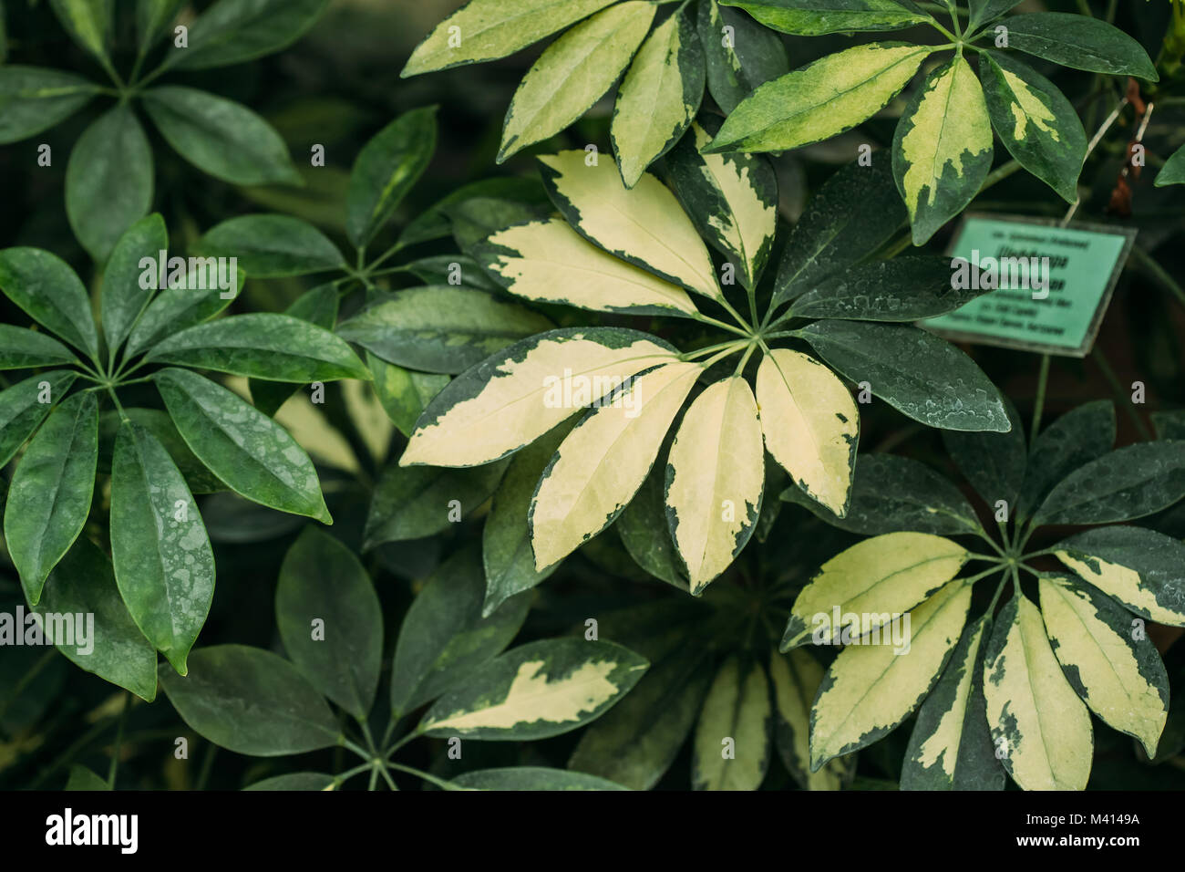 Heptapleurum arboricola dwarf umbrella tree hi-res stock photography ...