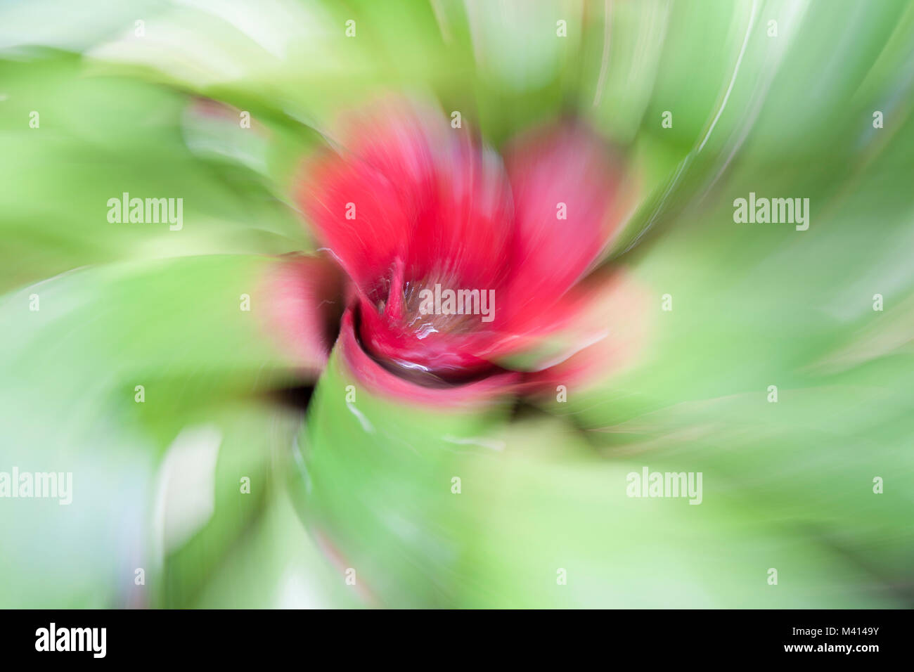 Spinning bromeliad flower abstract Stock Photo - Alamy
