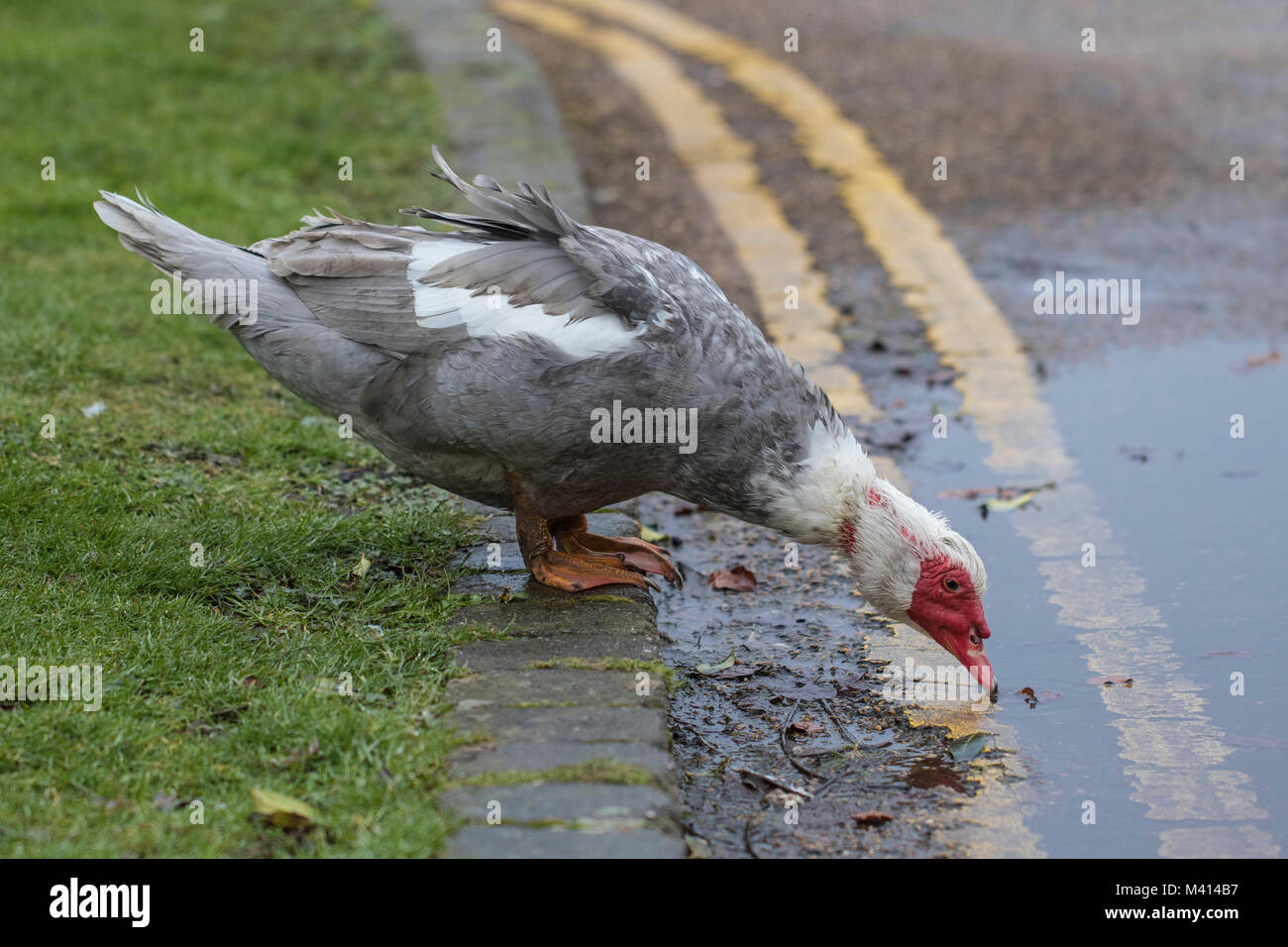 Male muscovy duck hi-res stock photography and images - Alamy