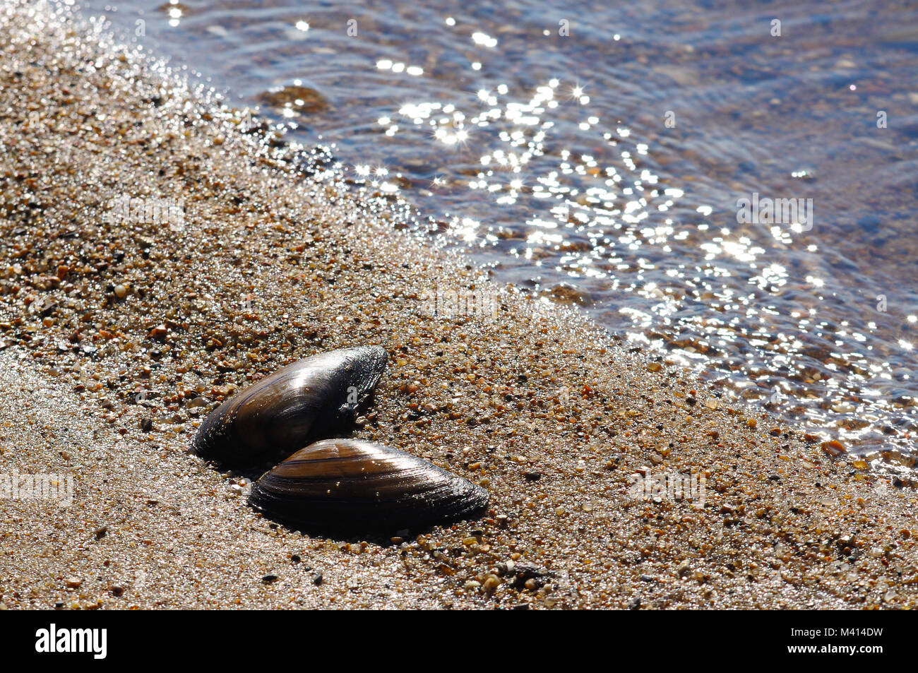 Shell on river beach in hi-res stock photography and images - Alamy