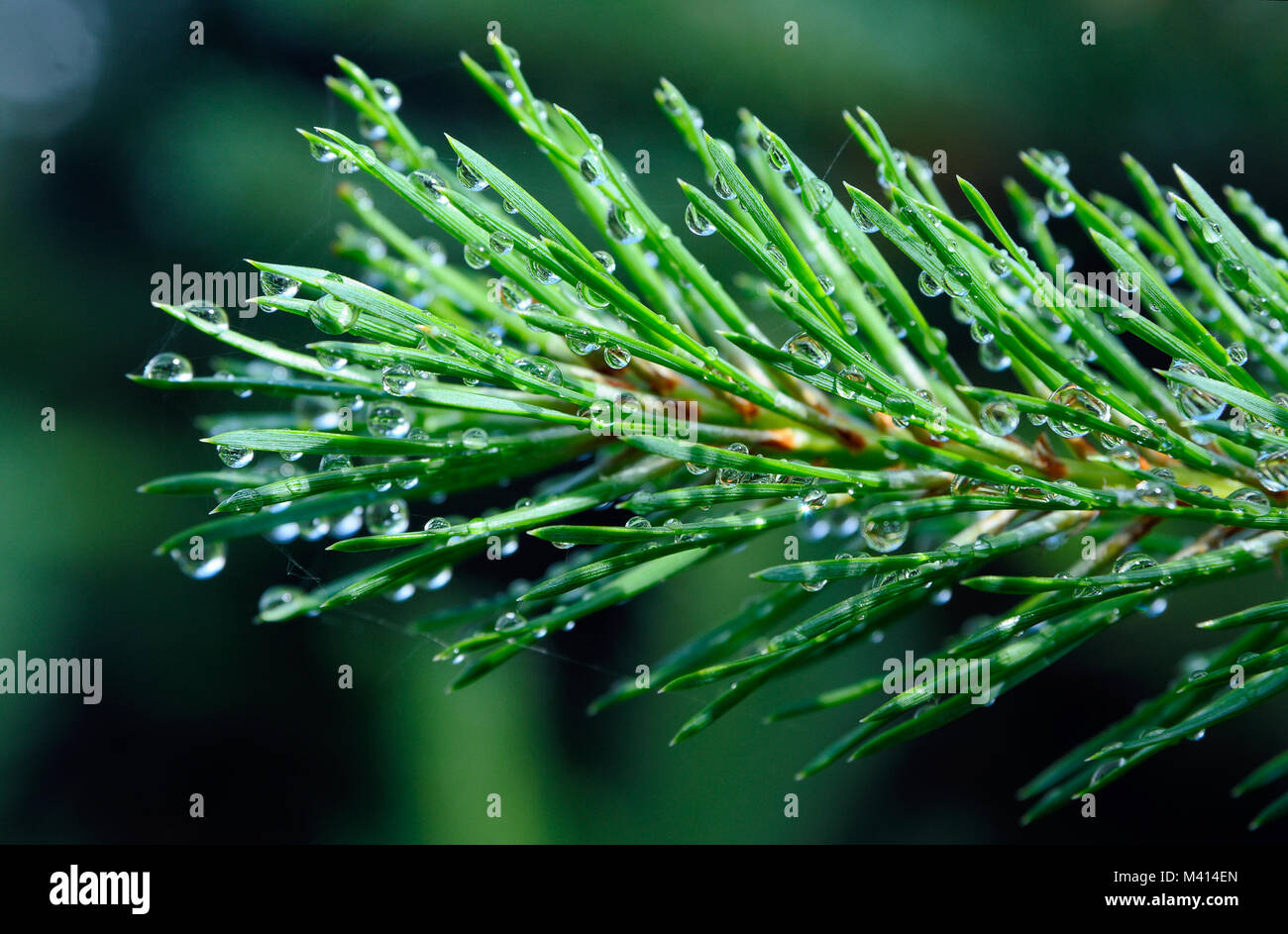 Pine needles and dew drops closeup Stock Photo - Alamy
