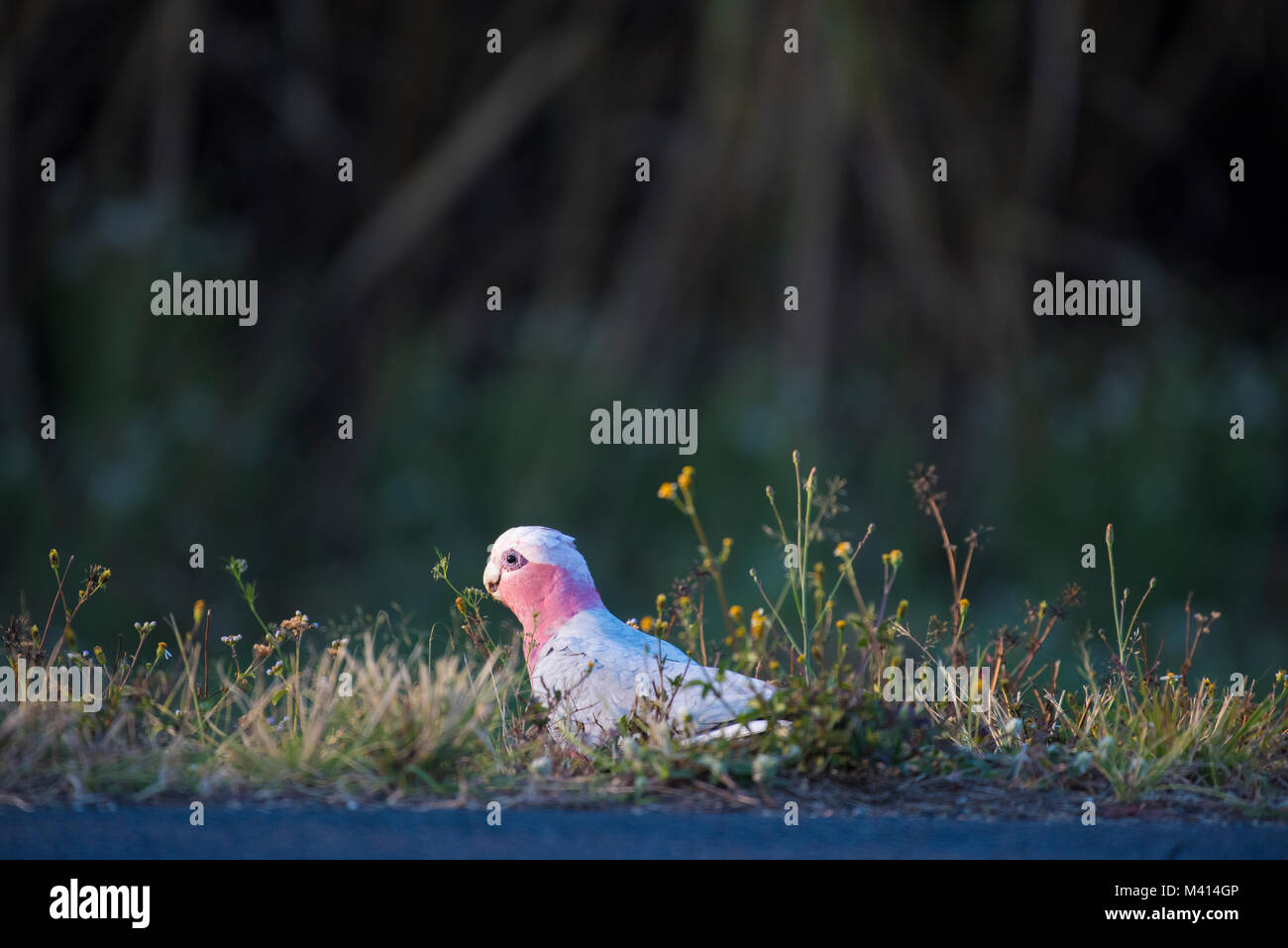 Galah eating seeds on ground Stock Photo - Alamy