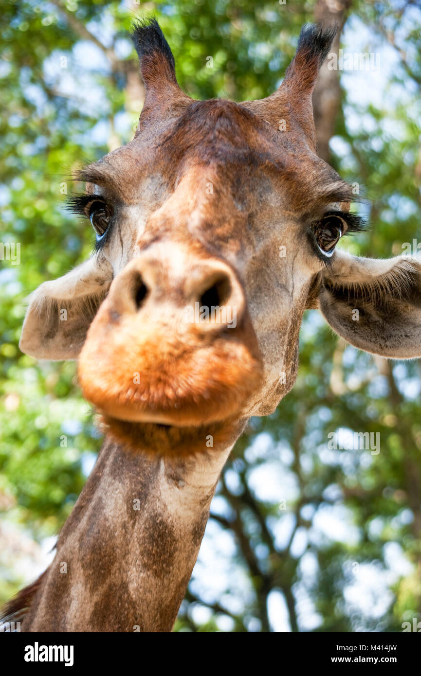 Galah feeding hi-res stock photography and images - Alamy